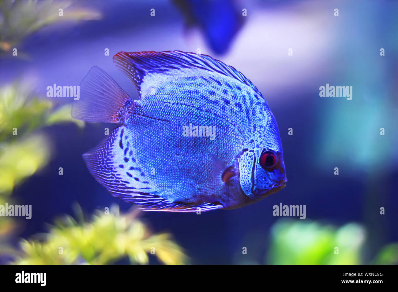 Beautiful photo of discus in aquarium Stock Photo - Alamy
