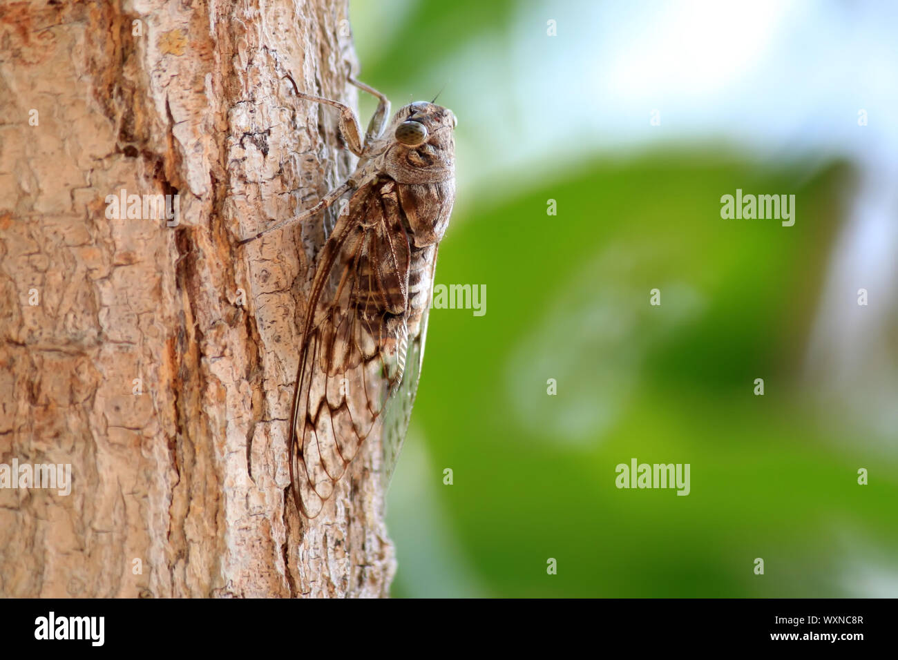 Photo of cicada on a tree Stock Photo - Alamy