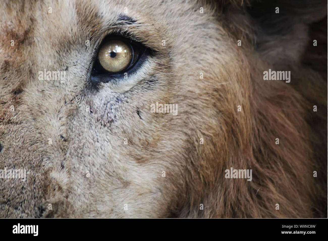 Photo of lion's eye Stock Photo - Alamy