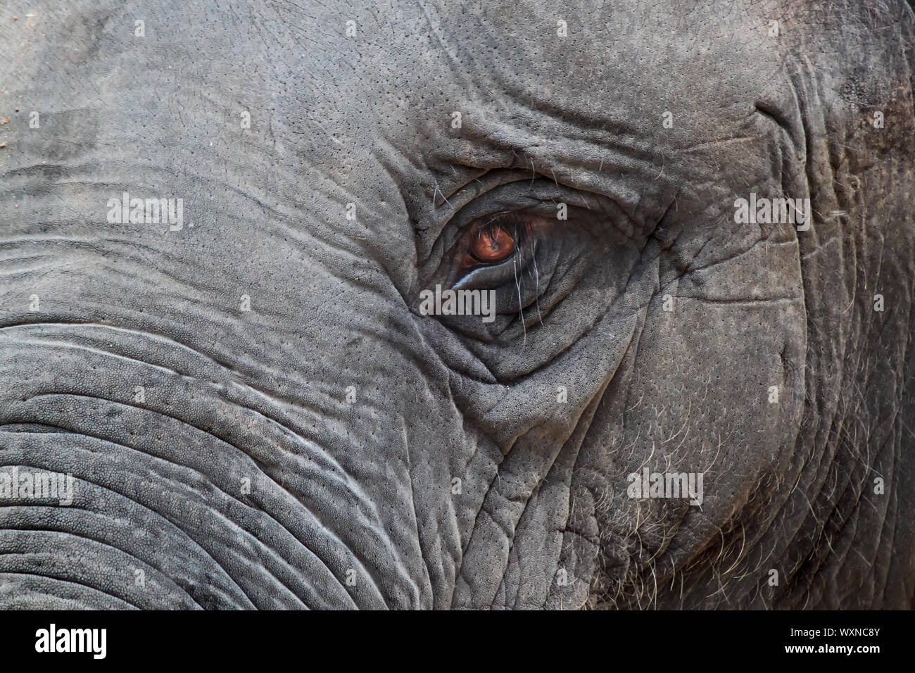 Photo of elephant's eye Stock Photo - Alamy