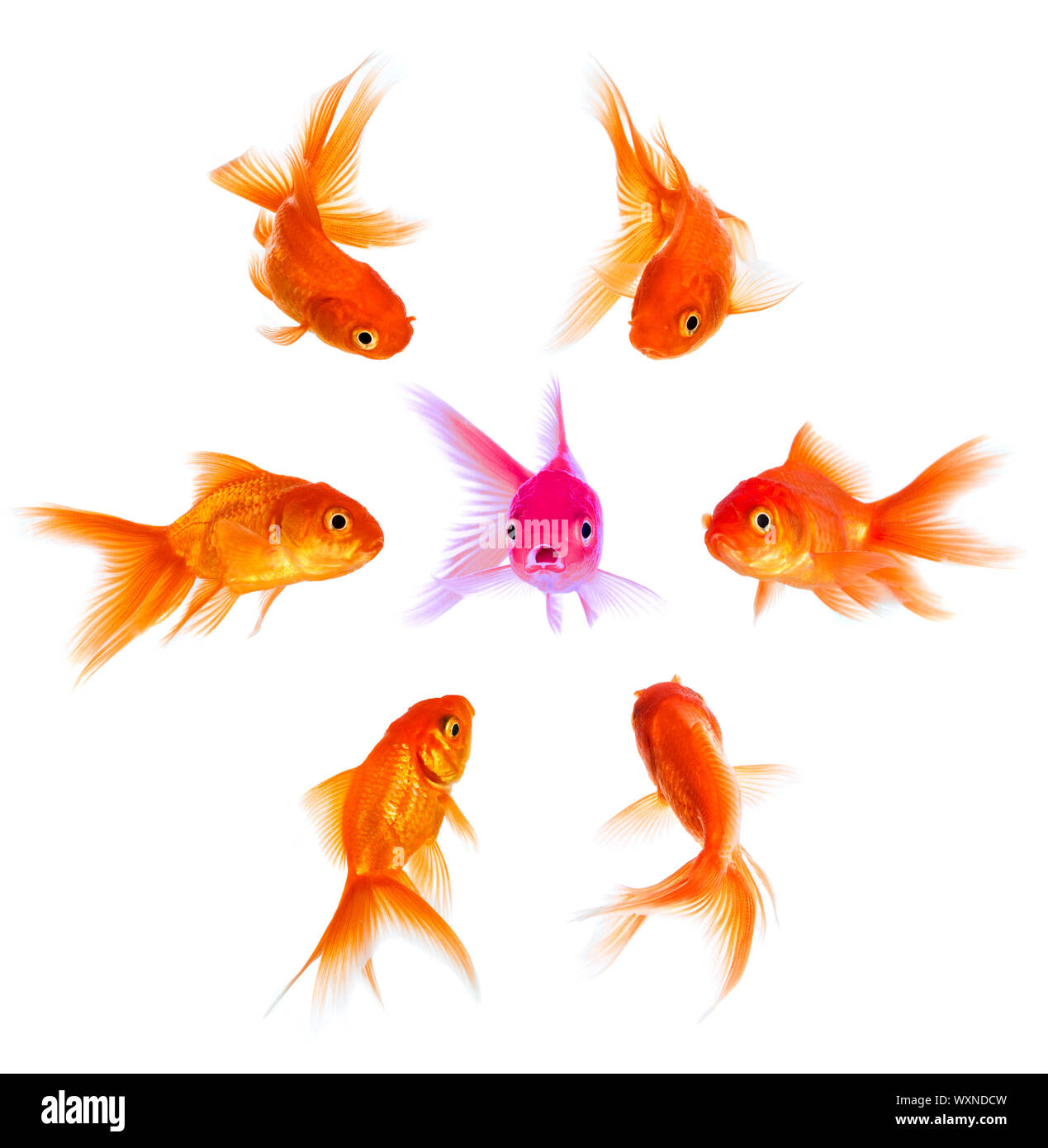 Concept with goldfish. Condemnation and disapproval of the crowd Stock ...
