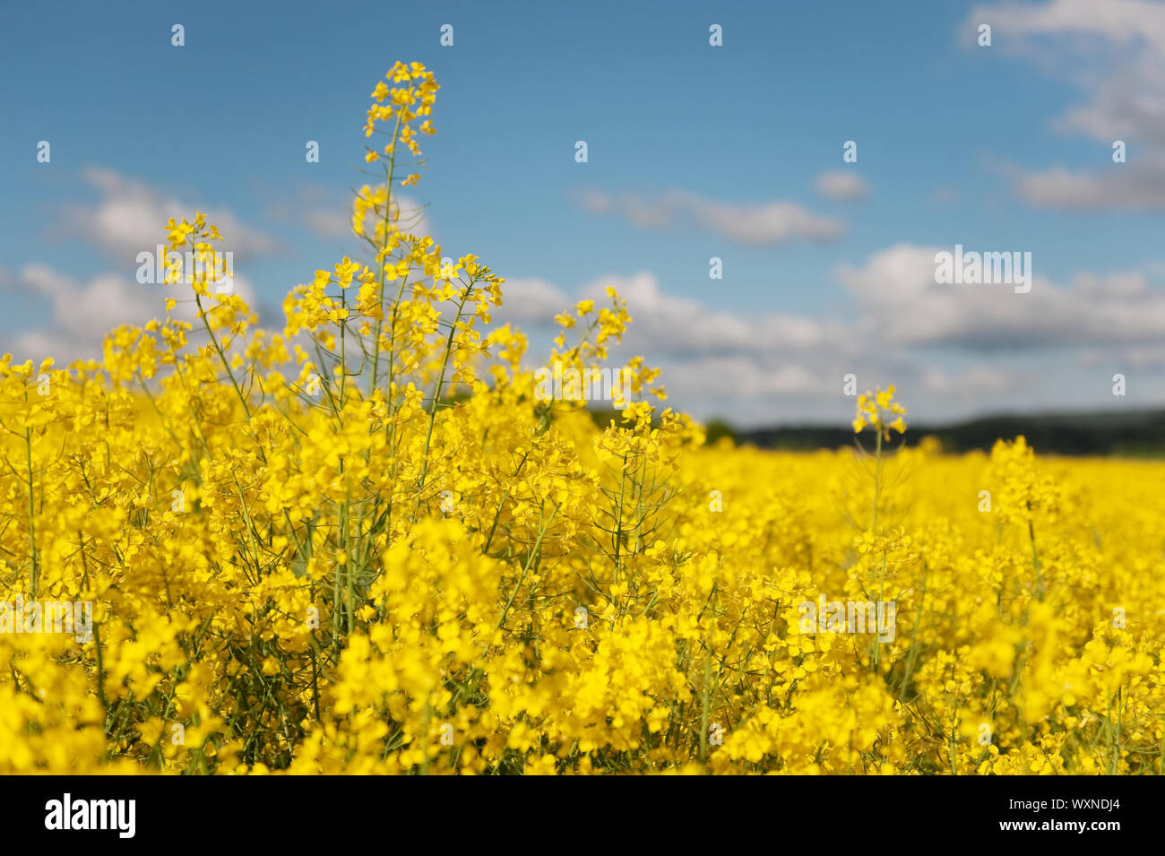 yellow fields with cole seed Stock Photo - Alamy