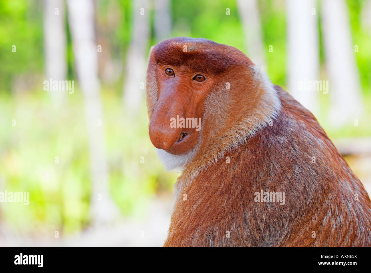 Proboscis monkey in the mangrove in Labuk Bay, Borneo Stock Photo - Alamy
