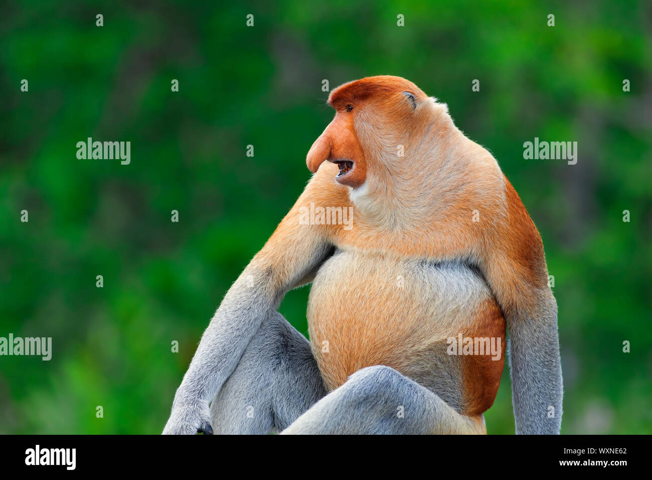 Proboscis monkey in the mangrove in Labuk Bay, Borneo Stock Photo - Alamy
