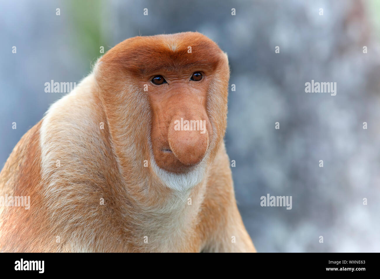 Proboscis monkey in the mangrove in Labuk Bay, Borneo Stock Photo - Alamy