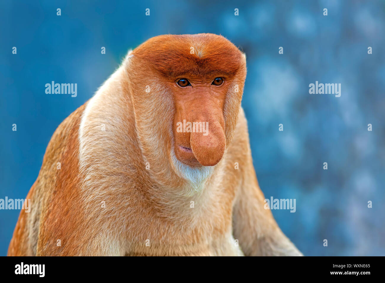 Proboscis monkey in the mangrove in Labuk Bay, Borneo Stock Photo - Alamy