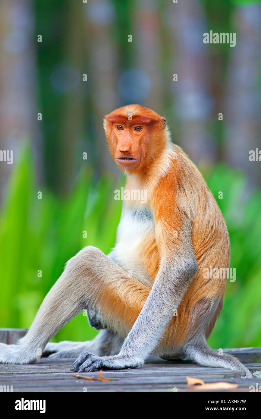 Proboscis monkey in the mangrove in Labuk Bay, Borneo Stock Photo - Alamy