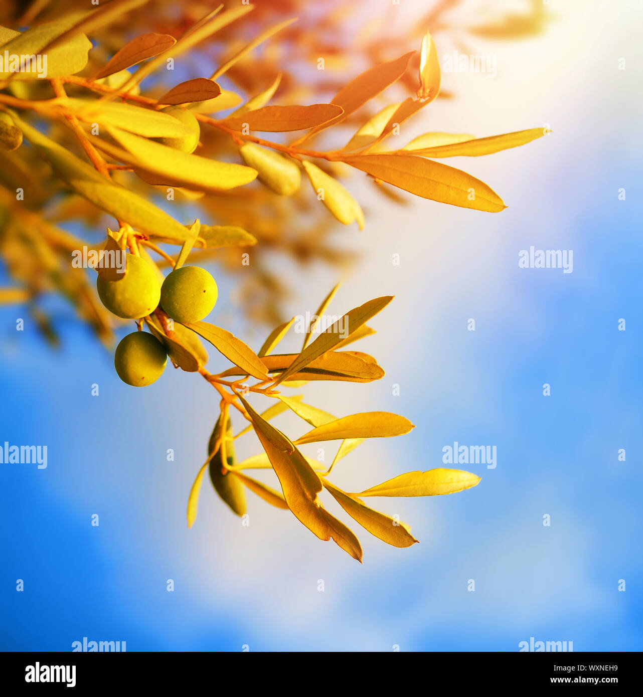 Olive tree branch on blue cloudy sky background, bright sunny day ...