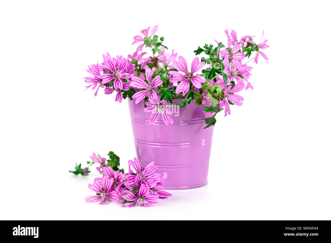 wild violet flowers in bucket isolated on white background Stock Photo ...
