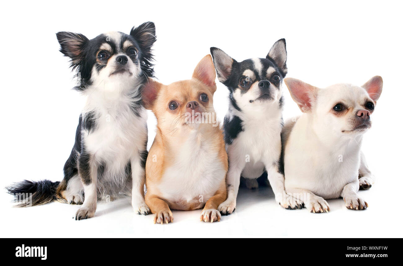 four chihuahuas in front of white background Stock Photo - Alamy
