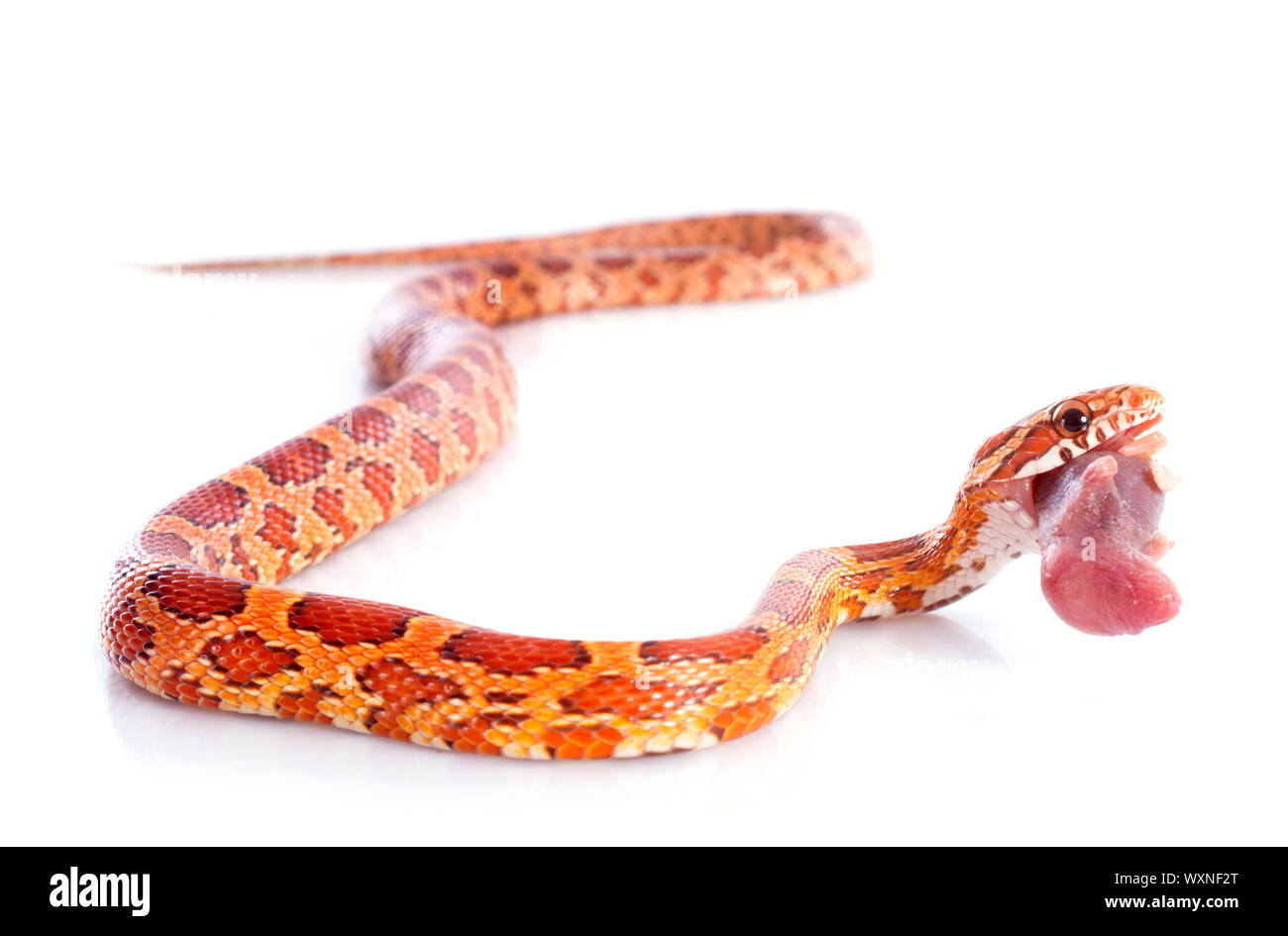 eating corn snake, elaphe guttata in front of white background Stock ...