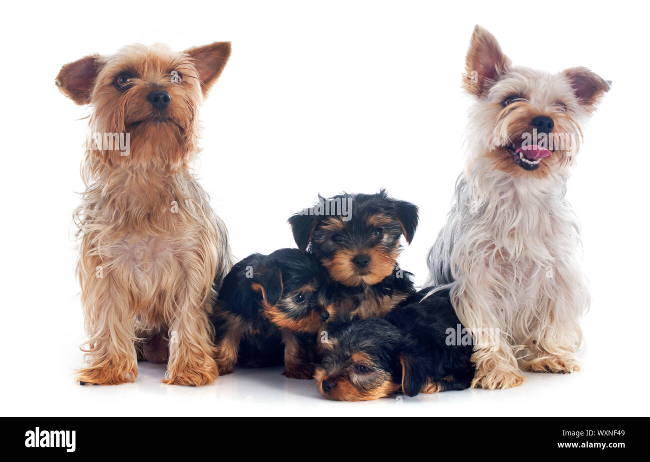 family yorkshire terrier in front of white background Stock Photo - Alamy
