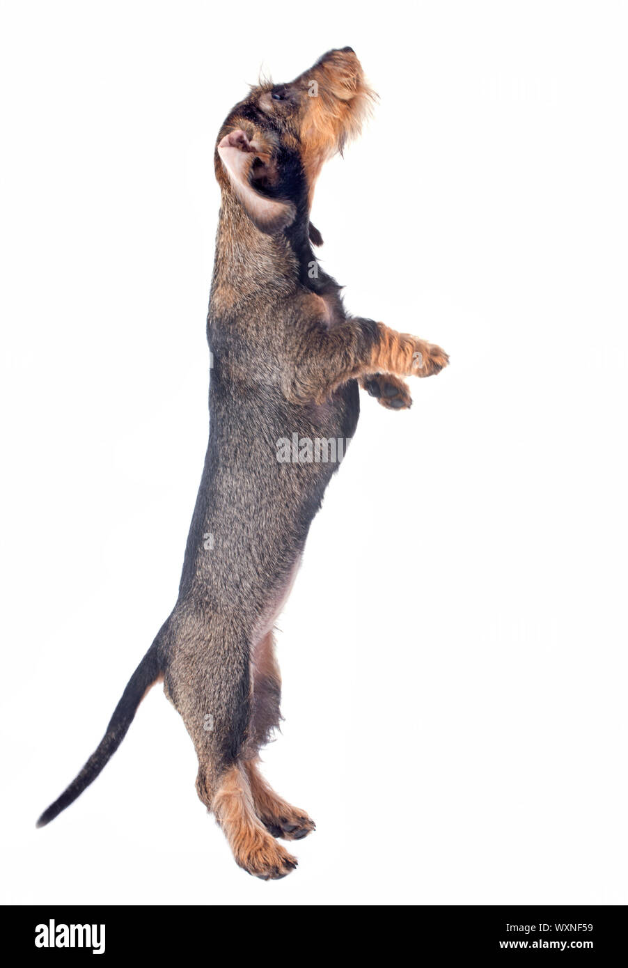 jumping puppy Wire haired dachshund in front of white background Stock ...