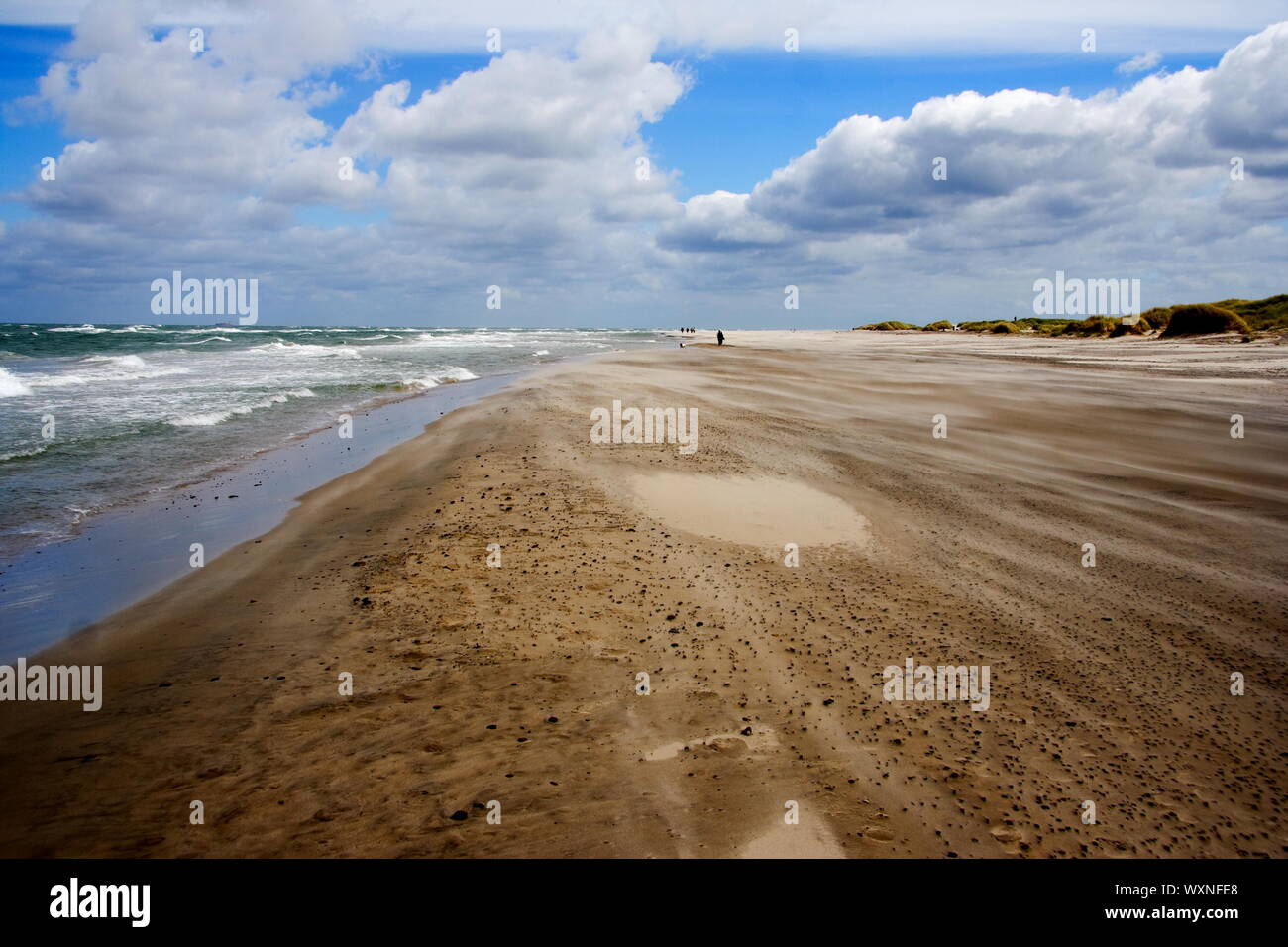 Windy danish beach in summer Stock Photo - Alamy