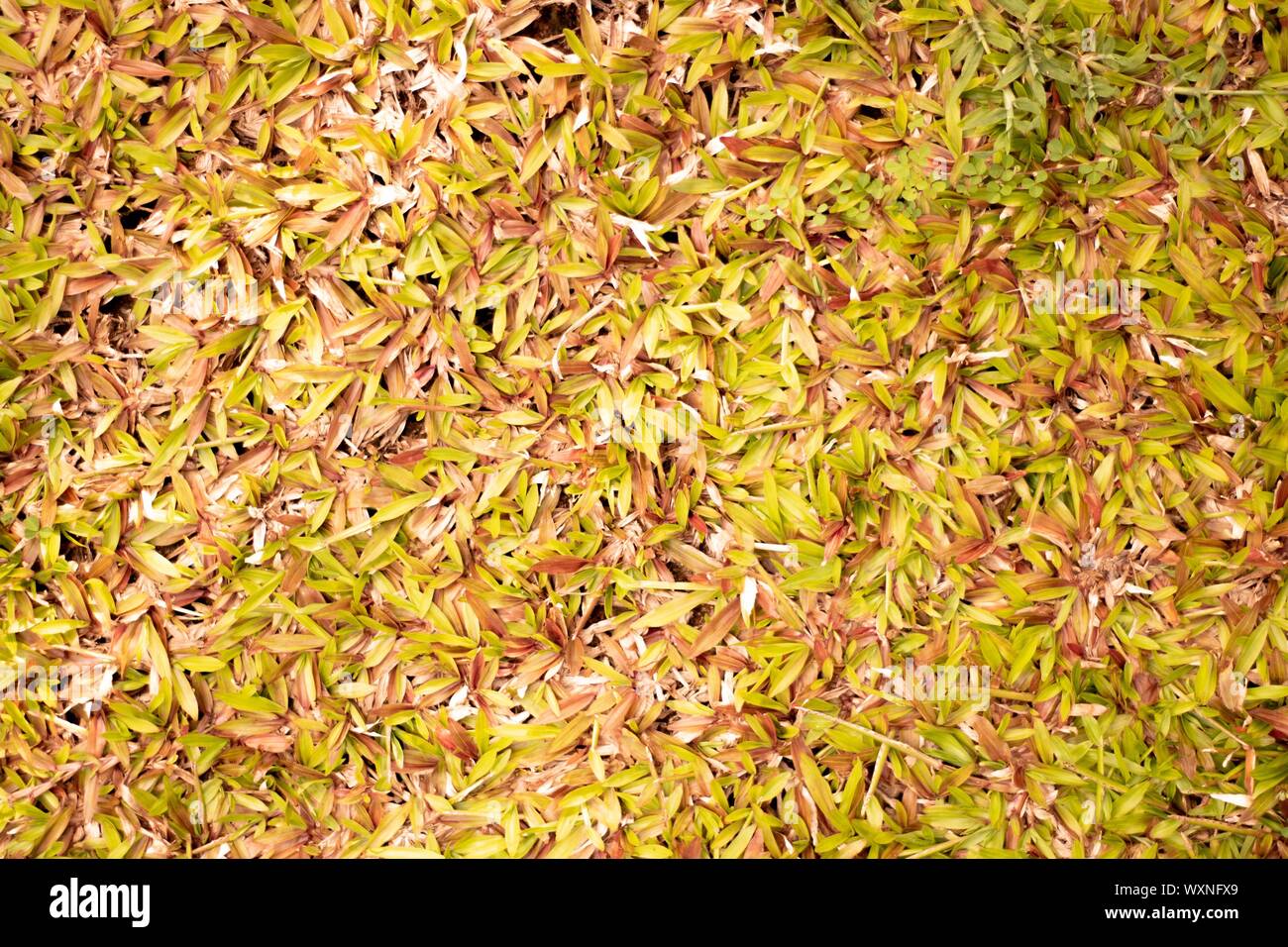 texture of dry grass from top view Stock Photo - Alamy