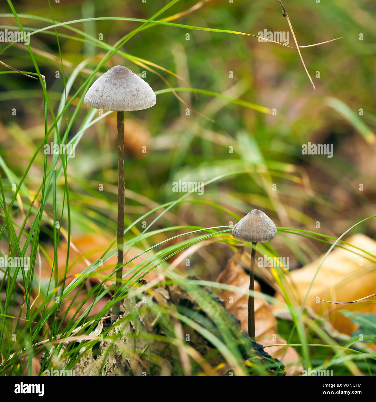 Mycena mushroom hi-res stock photography and images - Alamy