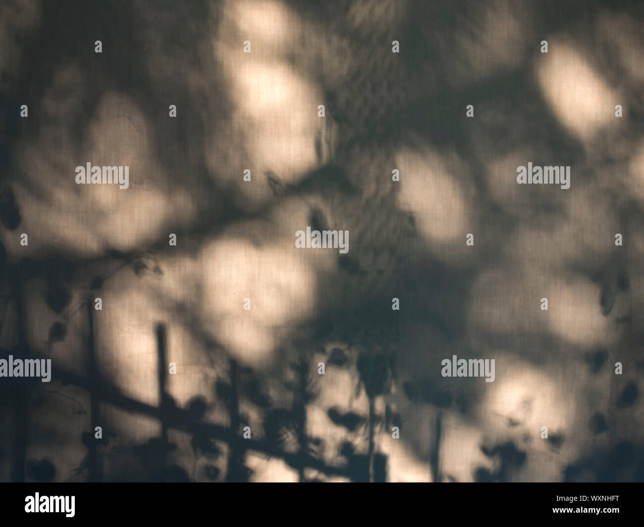 tree leaves light and shadow abstract Stock Photo - Alamy