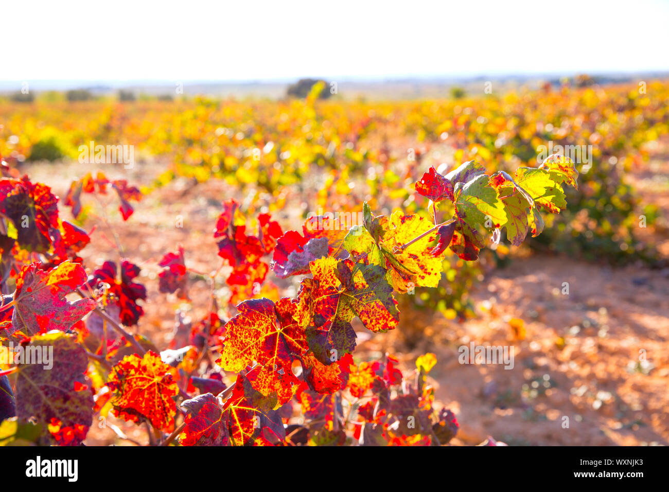 Requena utiel hi-res stock photography and images - Alamy