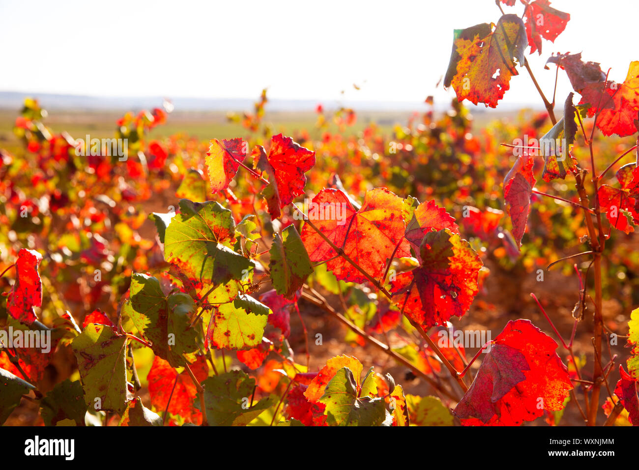 Requena utiel hi-res stock photography and images - Alamy