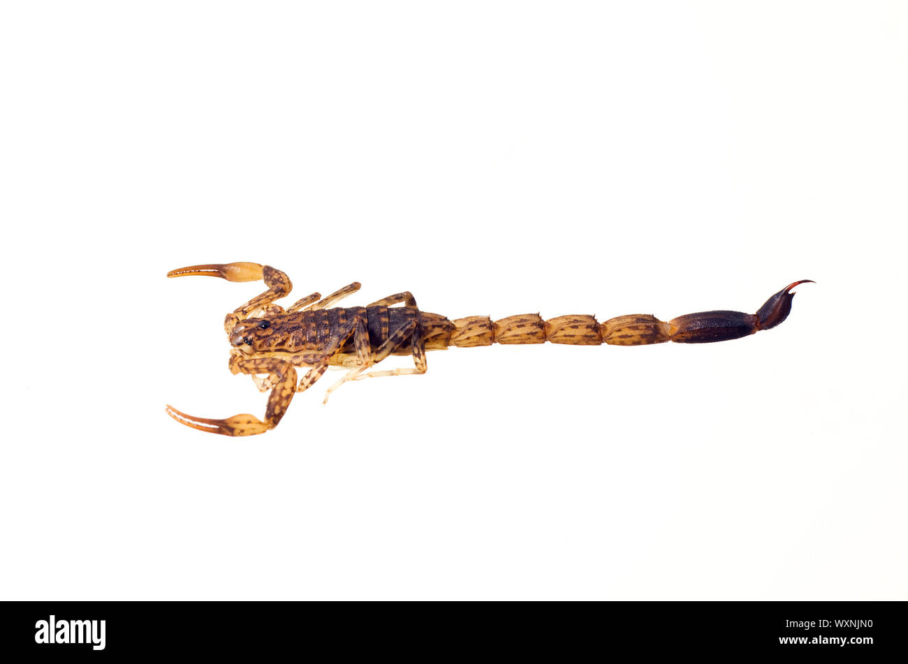 Australian stinger Cut Out Stock Images & Pictures - Alamy