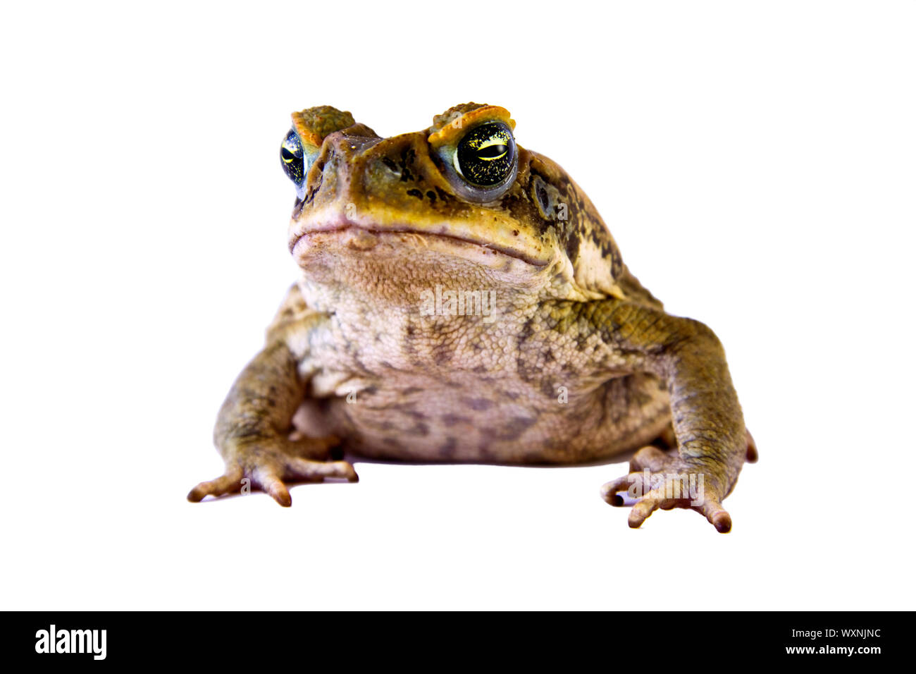 Invasive cane toad Cut Out Stock Images & Pictures - Alamy