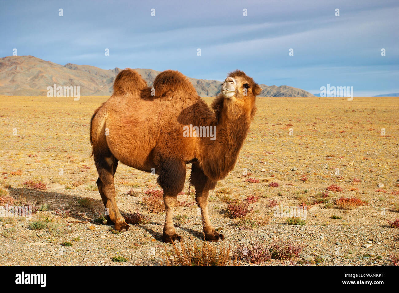 Bactrian camel in mongolian desert Stock Photo - Alamy