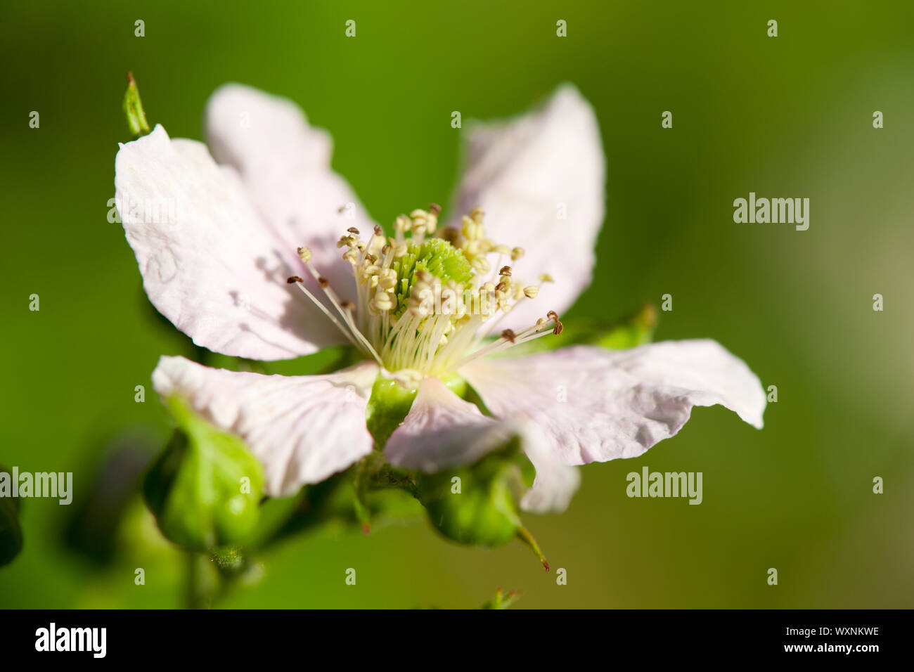 Pink flowers from the Bramble berry bush Stock Photo - Alamy