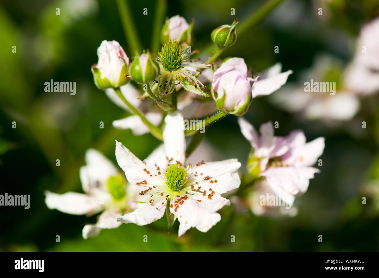 Pink flowers from the Bramble berry bush Stock Photo - Alamy