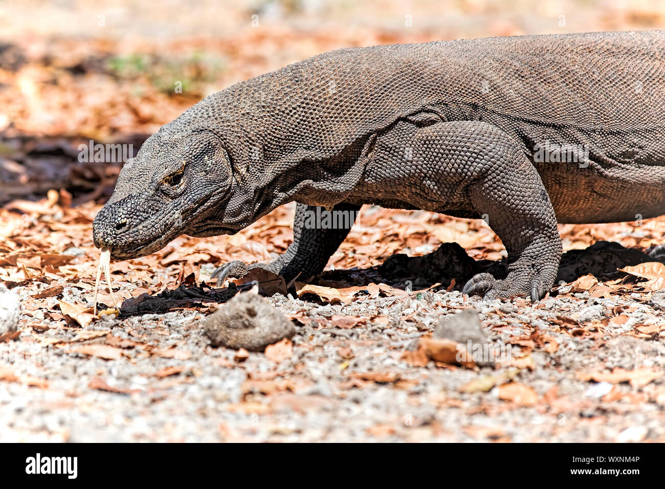 Komodo Dragon walking in the wild on Komodo Island Stock Photo - Alamy