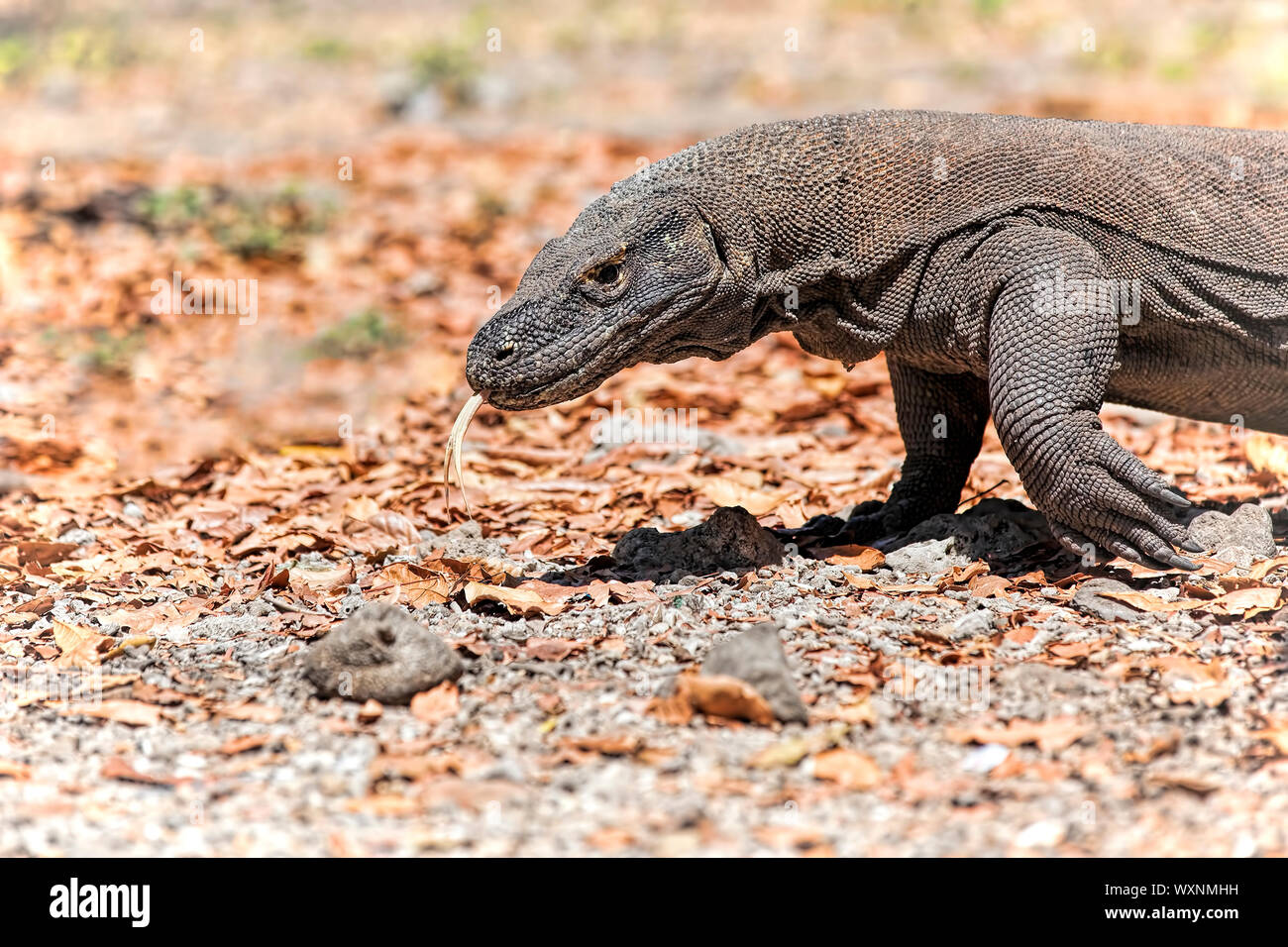 Komodo Dragon walking in the wild on Komodo Island Stock Photo - Alamy