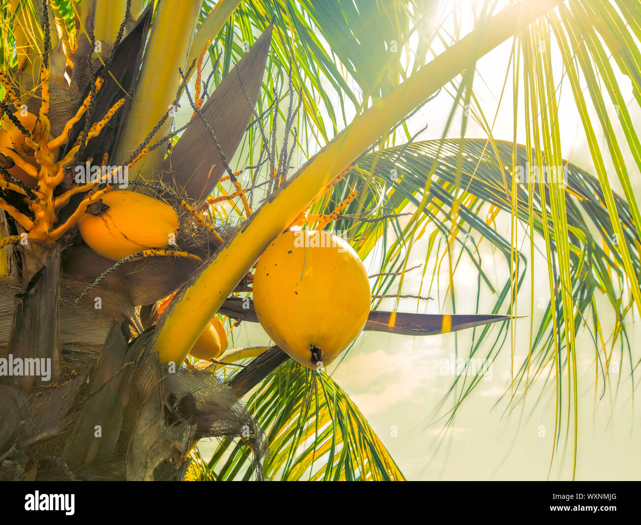 Tropical coconut palm tree with yellow coconuts Stock Photo - Alamy