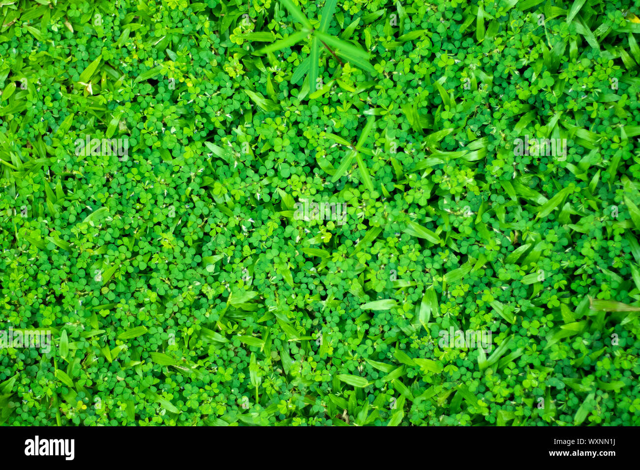 Green grass home outdoor field background Stock Photo - Alamy