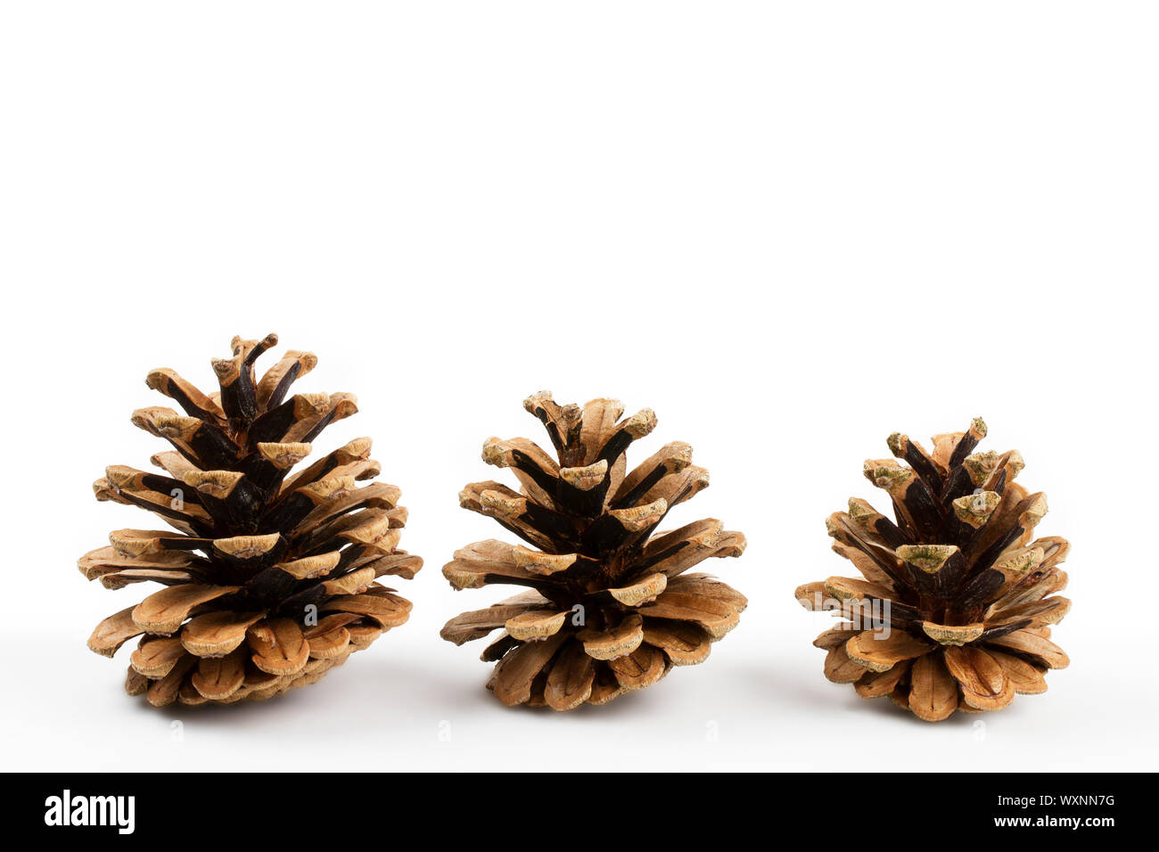 three pine cones isolated on white background Stock Photo - Alamy