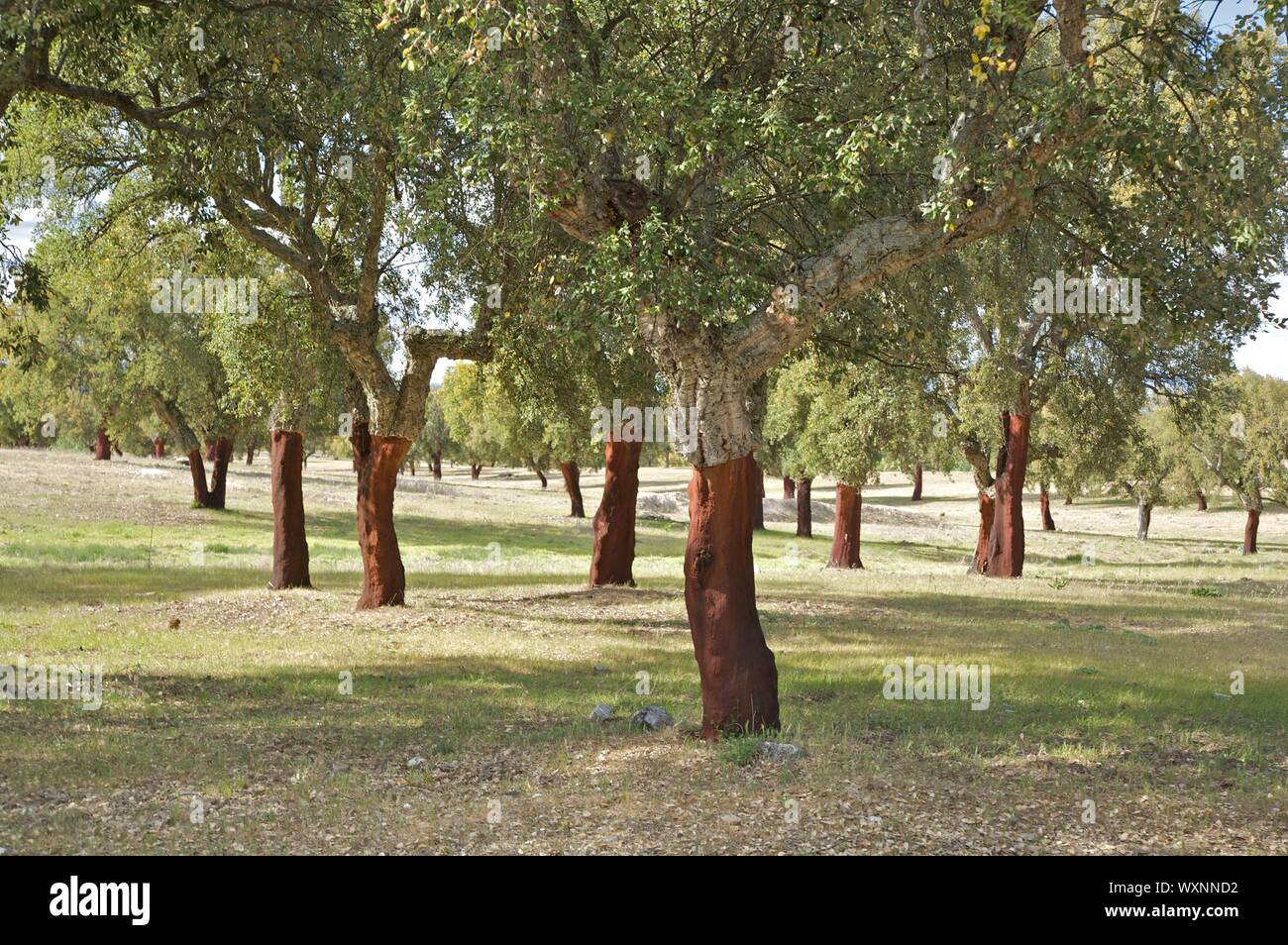 Cork cultivation hi-res stock photography and images - Alamy