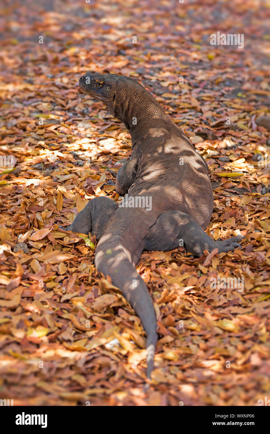 Komodo Dragon walking in the wild on Komodo Island Stock Photo - Alamy