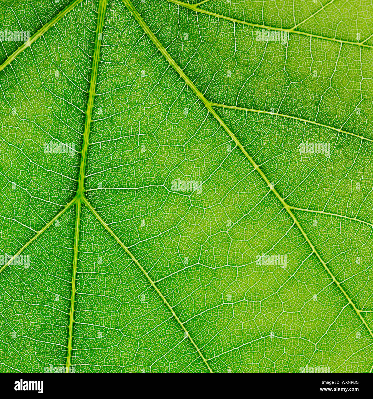 Fresh dreen leaf texture macro close-up Stock Photo - Alamy