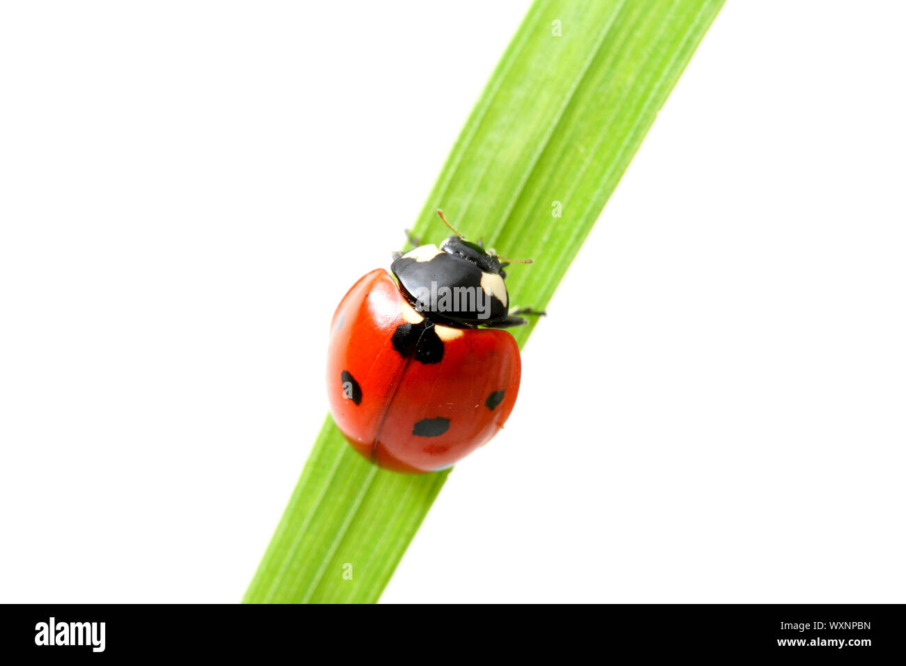red ladybug on green grass isolated Stock Photo - Alamy