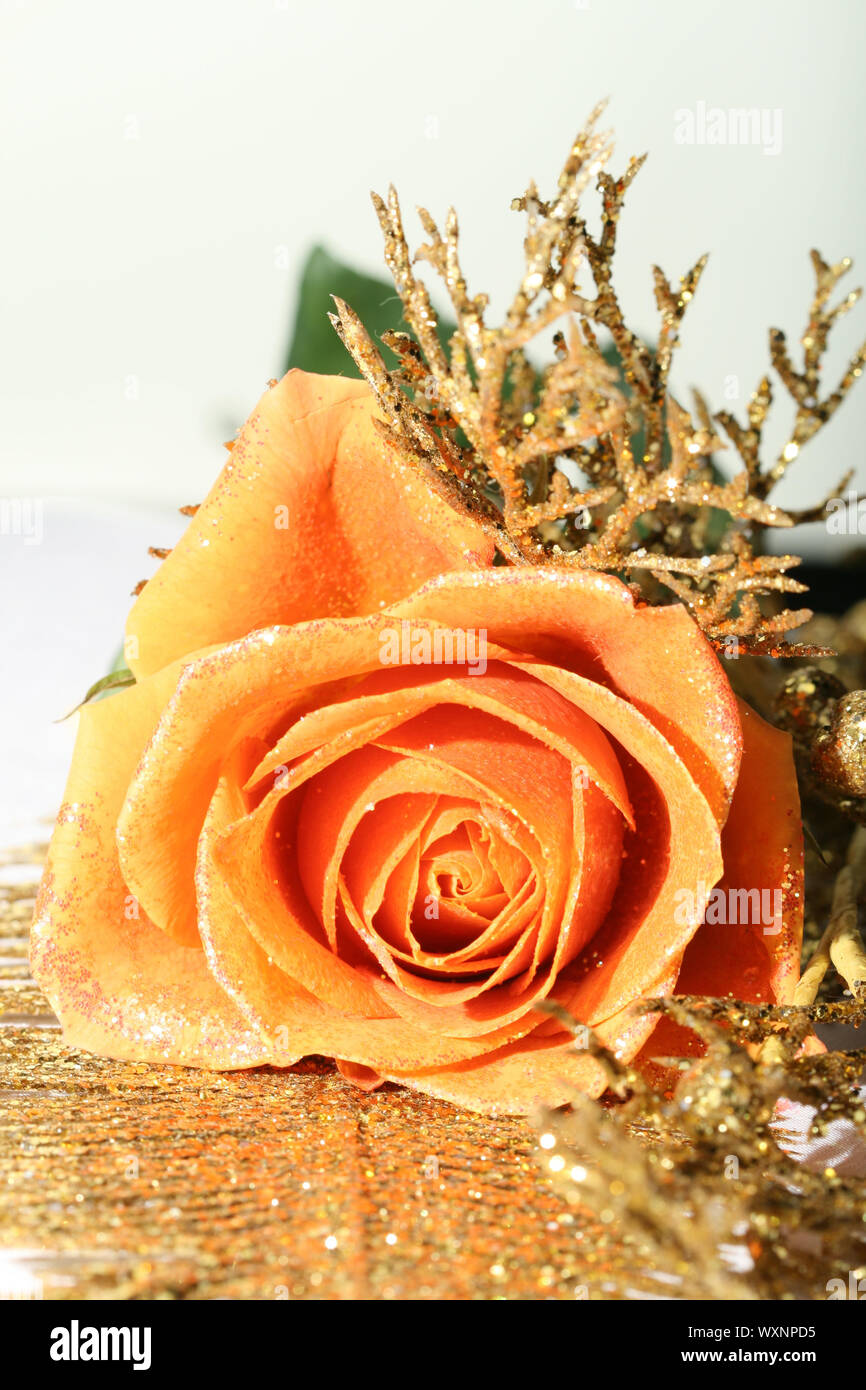 orange rose with golden decoration Stock Photo - Alamy