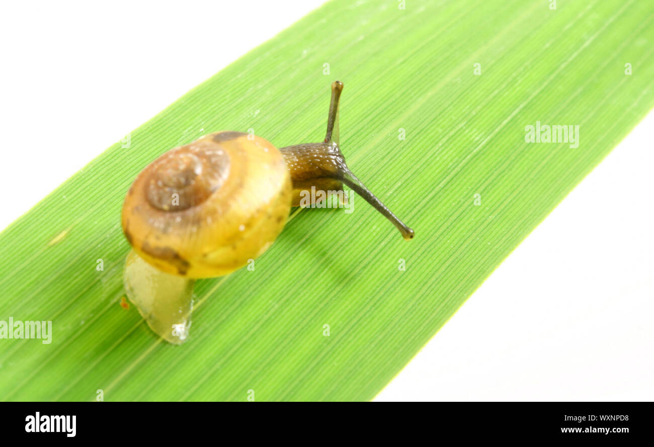 little shell on grass isolated on white Stock Photo - Alamy