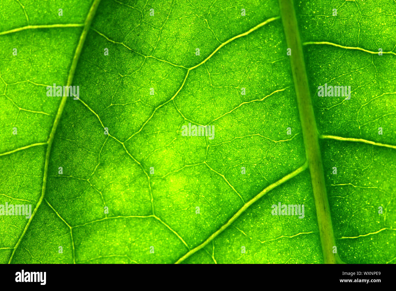 macro green leaf structure background Stock Photo - Alamy