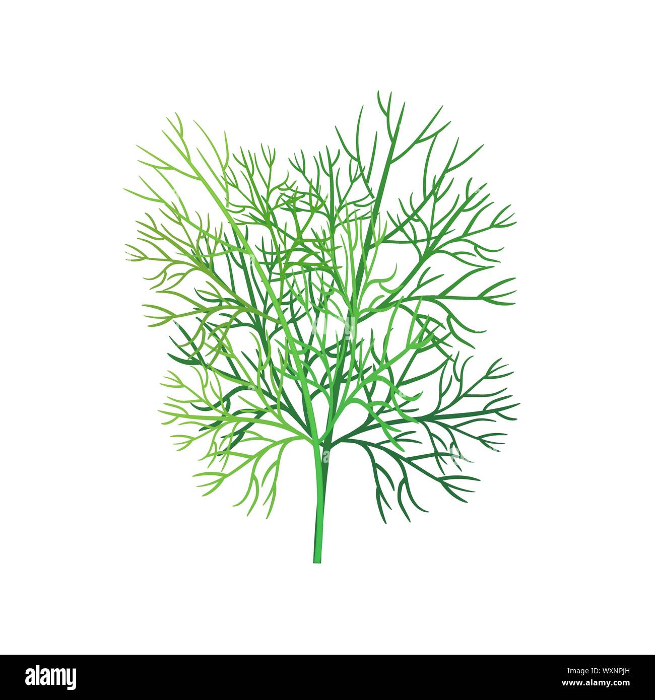 Realistic fresh dill leaf herb. Isolated flat vector element for ...