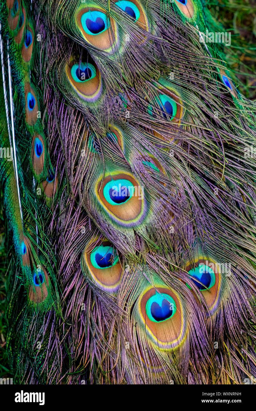 Peacock tail feathers hi-res stock photography and images - Alamy