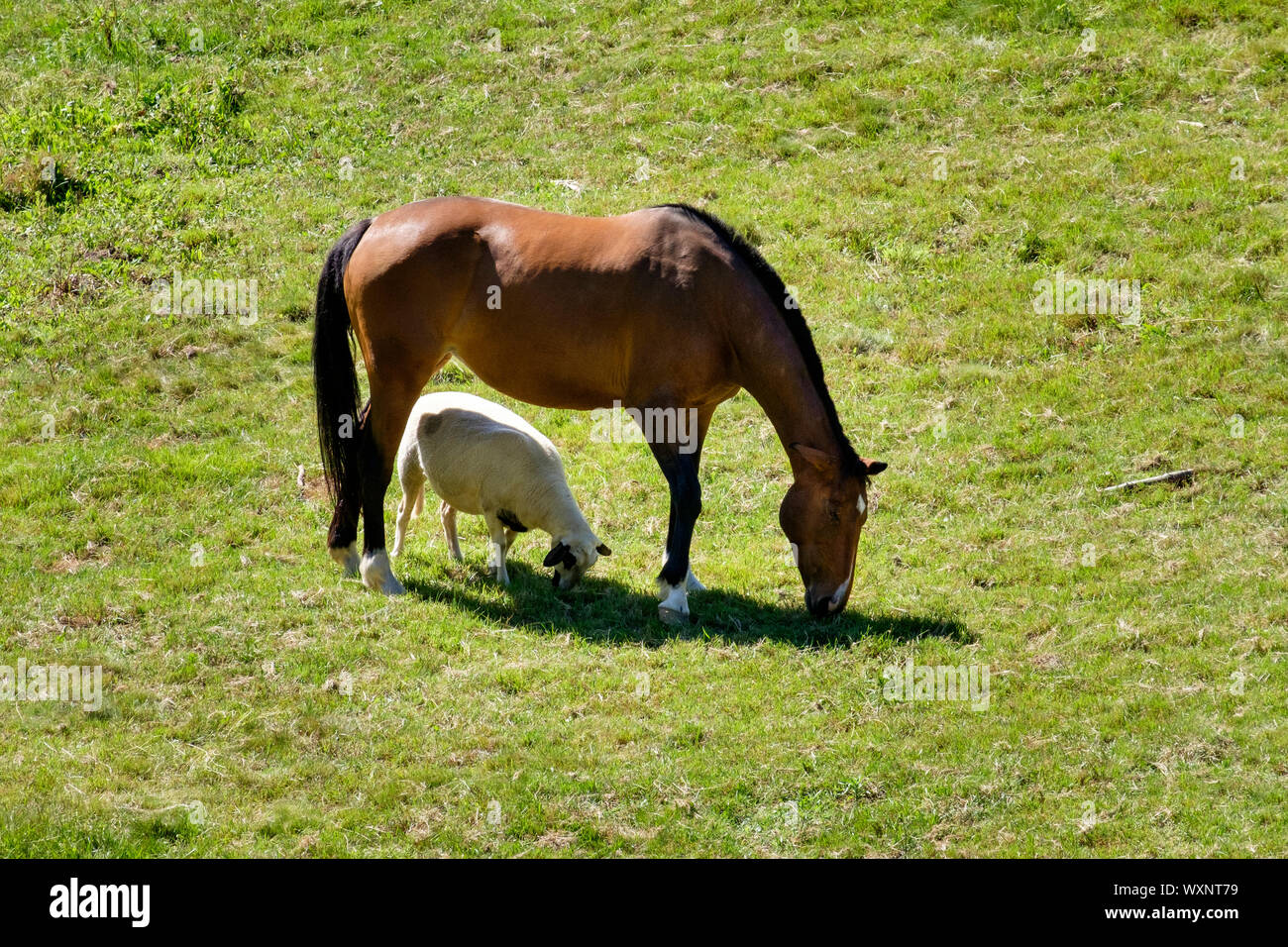 Horse & sheep grazing together Stock Photo - Alamy