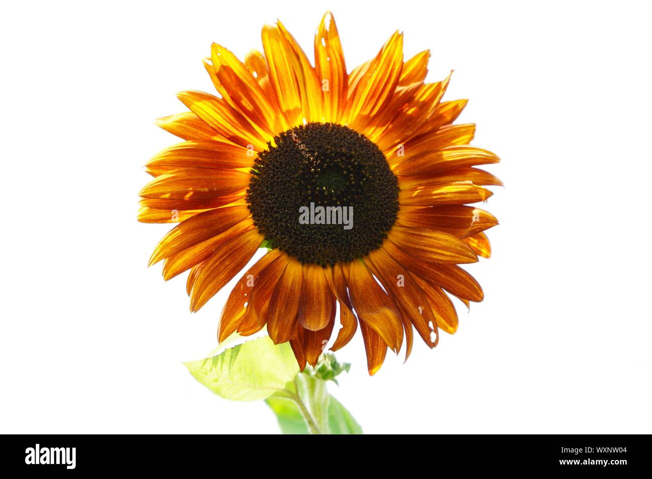 Red Sunflower Wallpaper