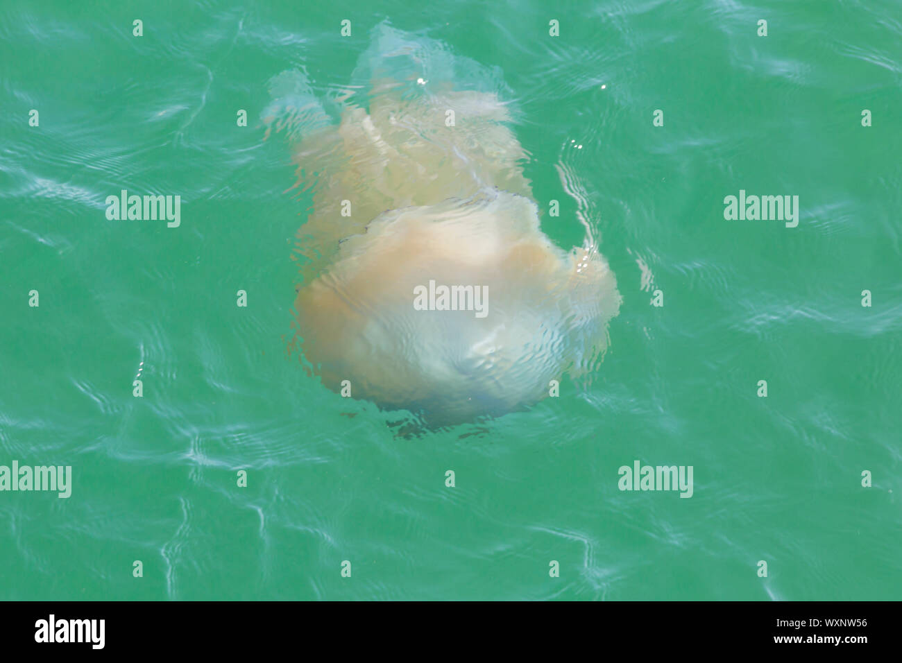 Dustbin lid water hi-res stock photography and images - Alamy