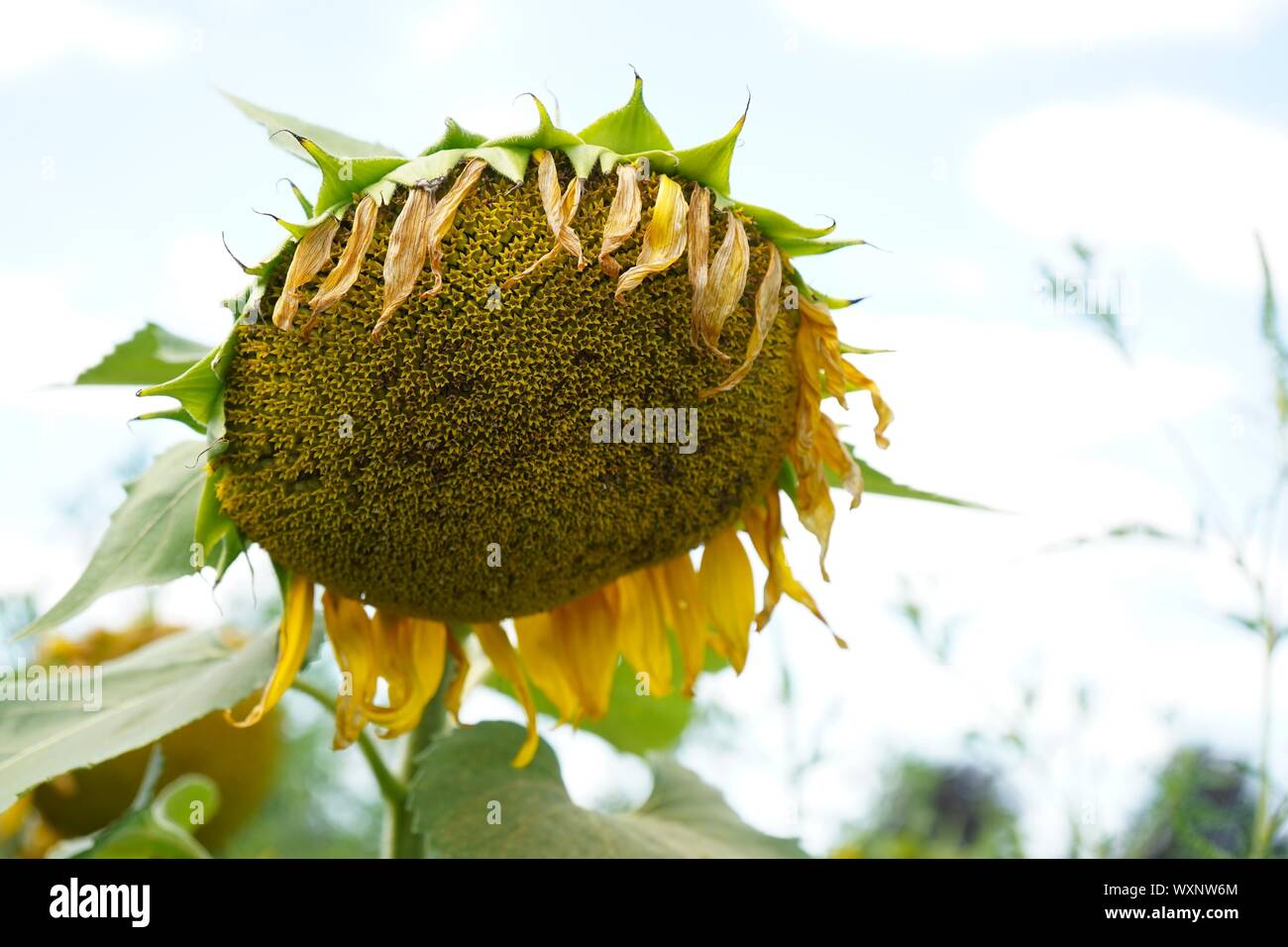 Giant daisy field hi-res stock photography and images - Alamy