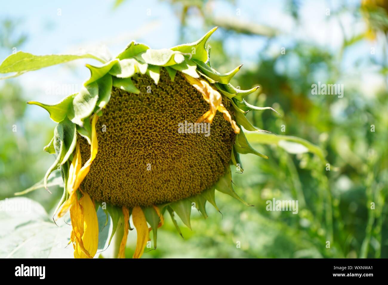 Giant sunflower seeds hi-res stock photography and images - Alamy