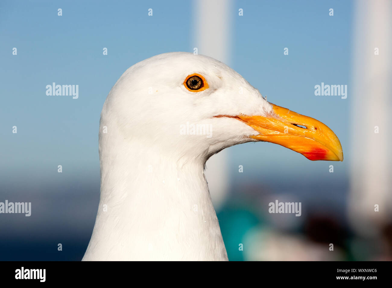 The head of a healthy seagul Stock Photo - Alamy