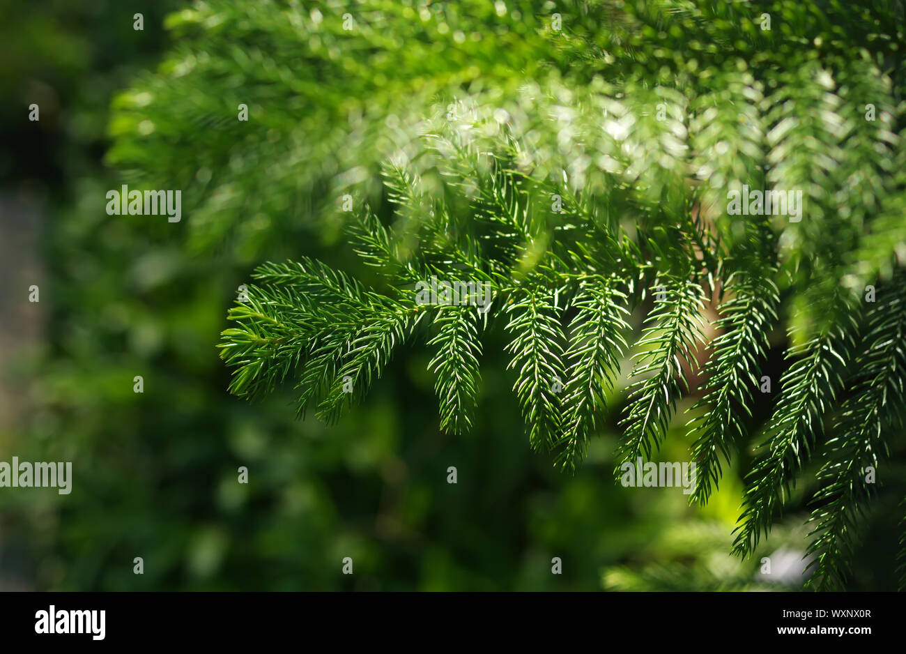 Close-up view of green leaves of evergreen Stock Photo - Alamy