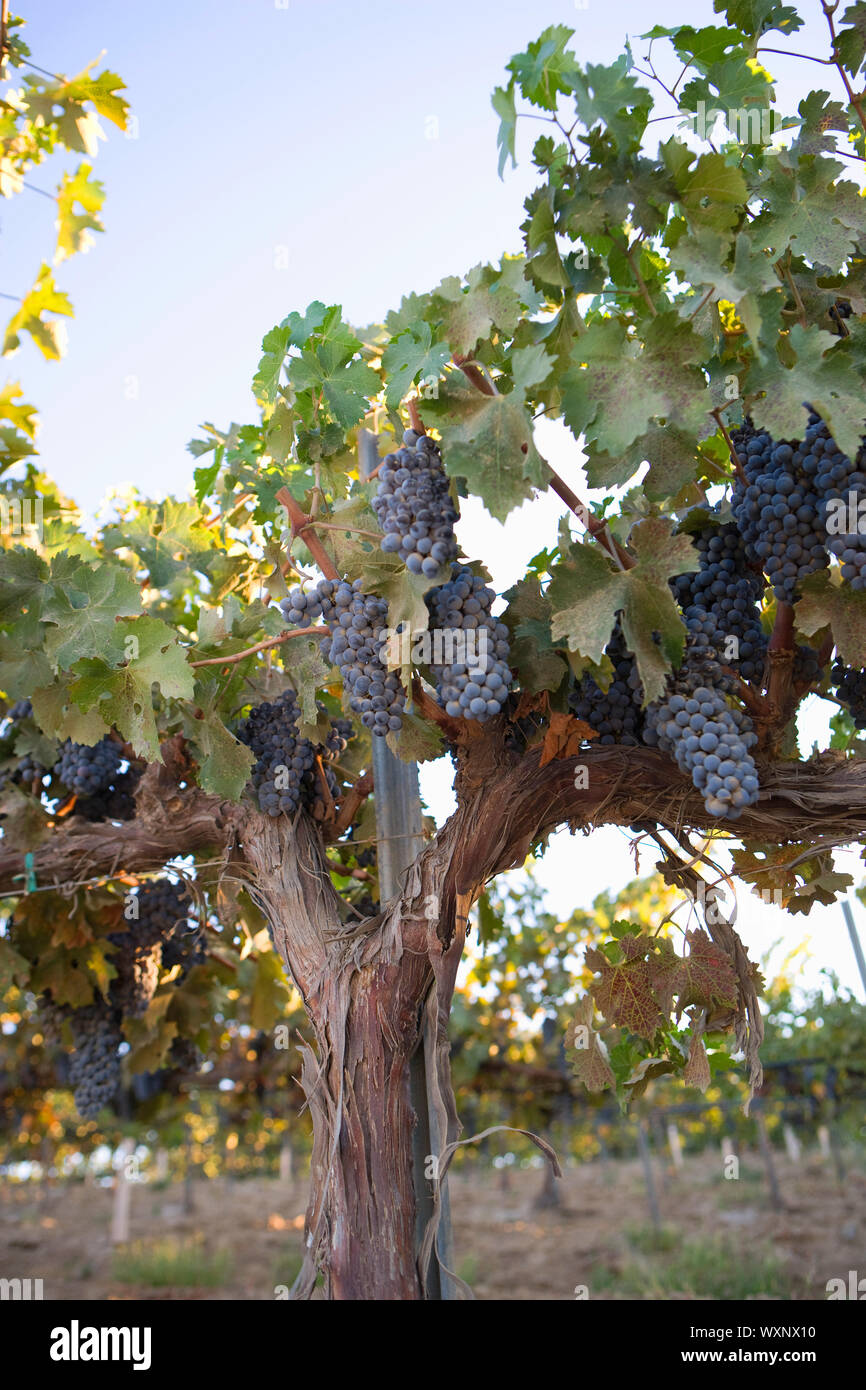 Grapes in vineyard Stock Photo - Alamy